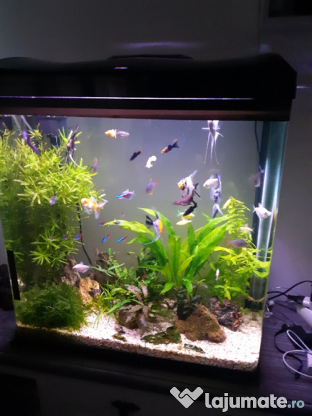 Acvariu boyu 108 litri, 1.100 lei - Lajumate.ro