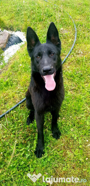 Donez femela ciobănesc german alsacian, gratuit - Lajumate.ro