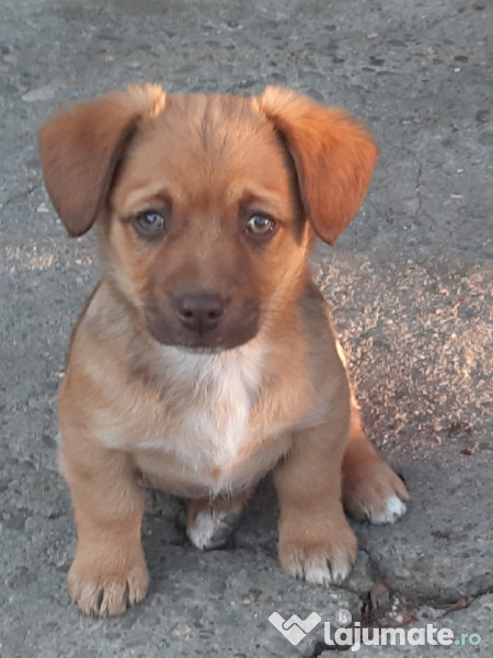 Căței de curte talie mică, 10 lei - Lajumate.ro