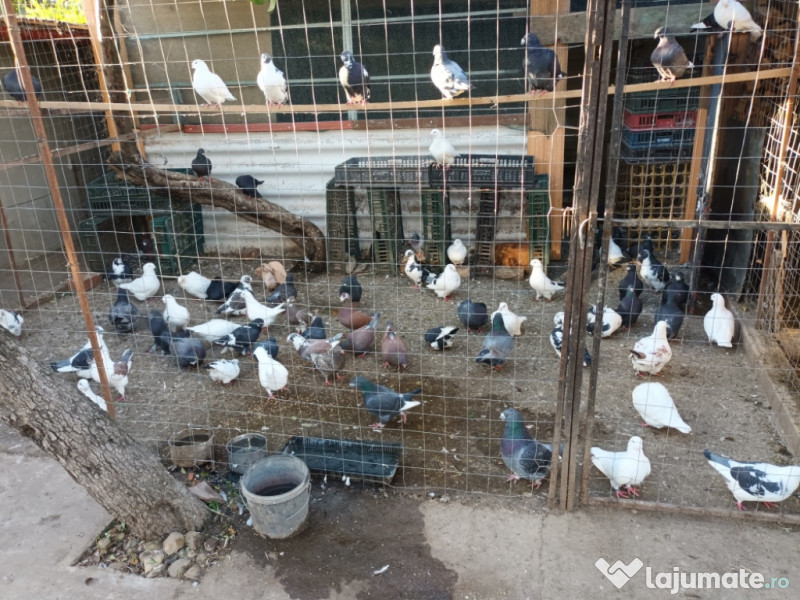 Porumbei voiajori standard, 50 lei - Lajumate.ro