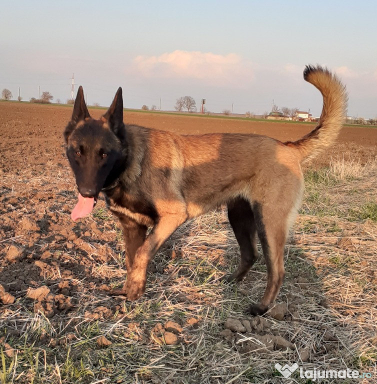 Pui Ciobanesc Belgian Malinois