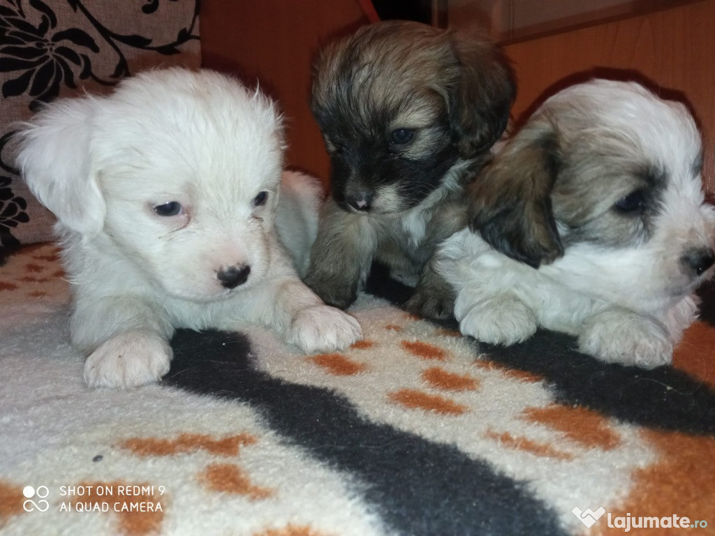 Dumper Barford 10 Tone