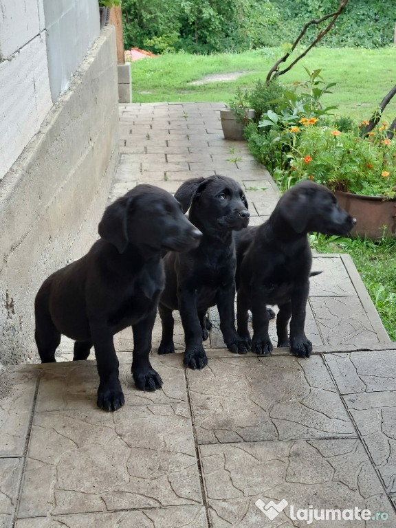 Anunturi Gratuite Gledin