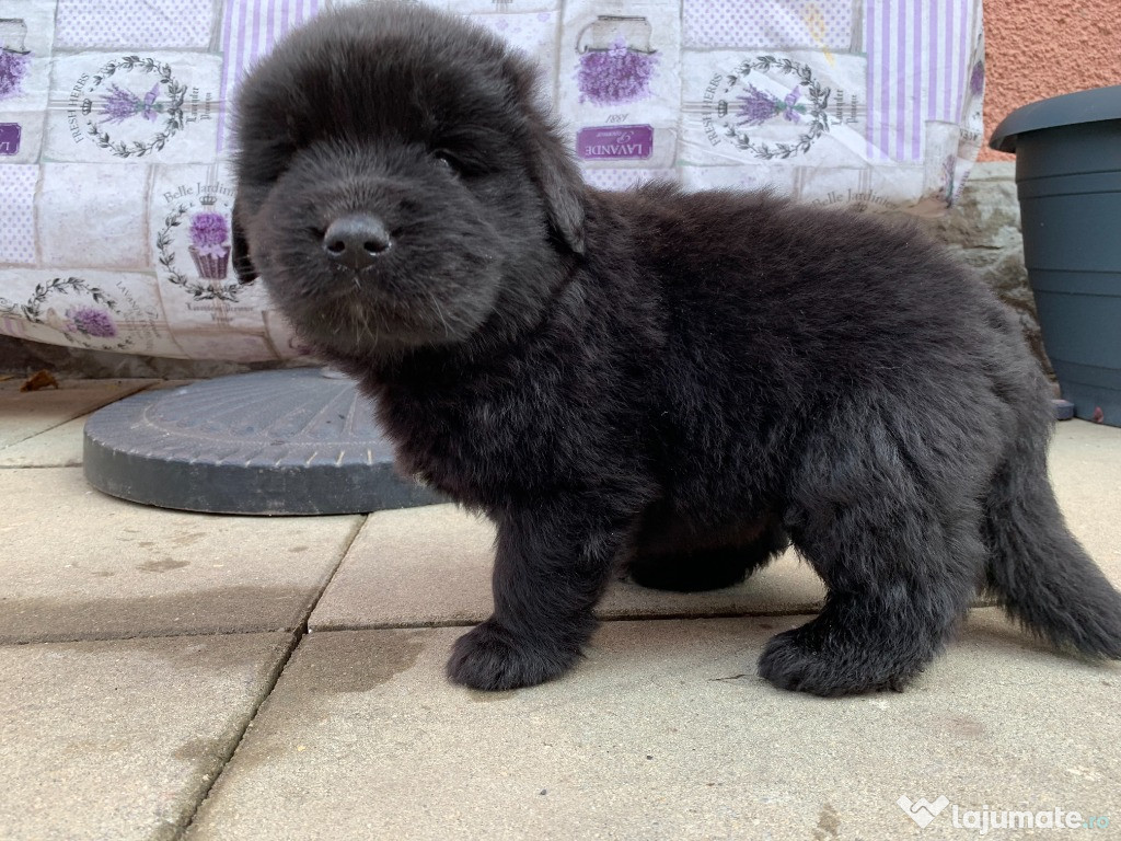 Porci rasa duroc si marele alb