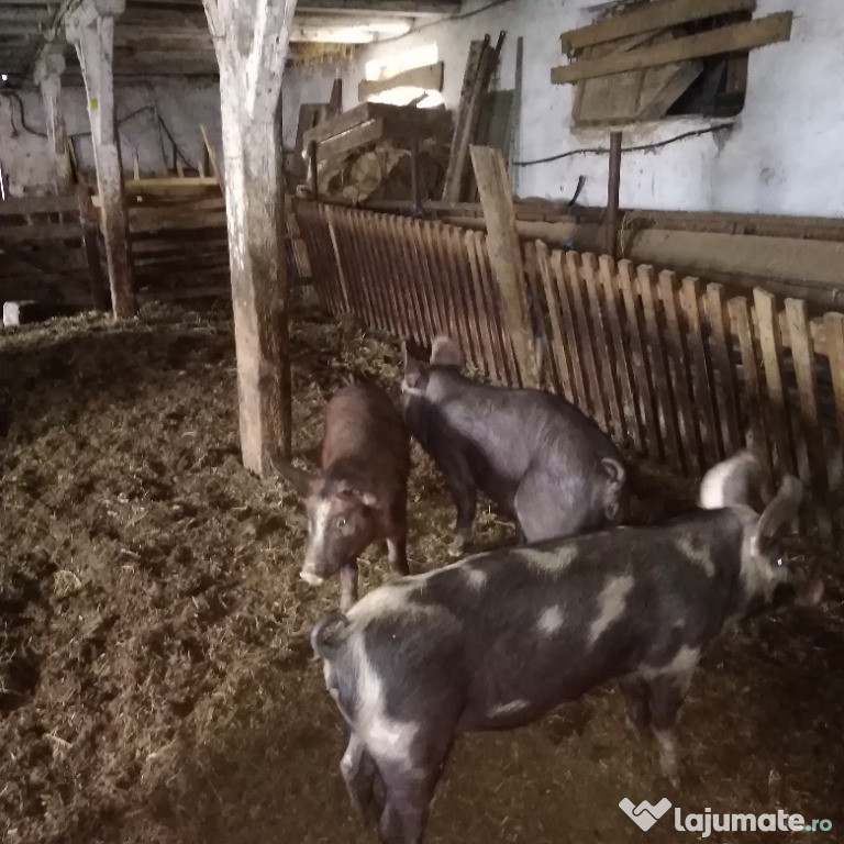 Tocătoare de siloz Mengele MB 300