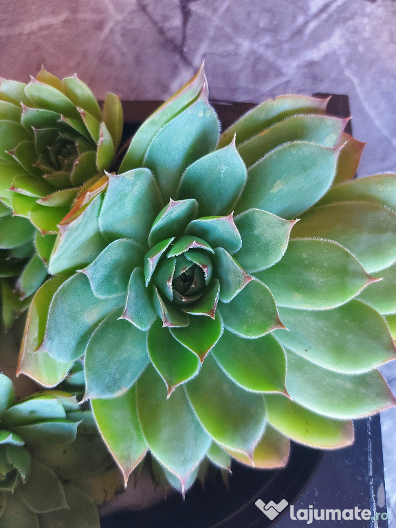 Flori de piatra Sempervivum, Urechelnita rezistente la inghe