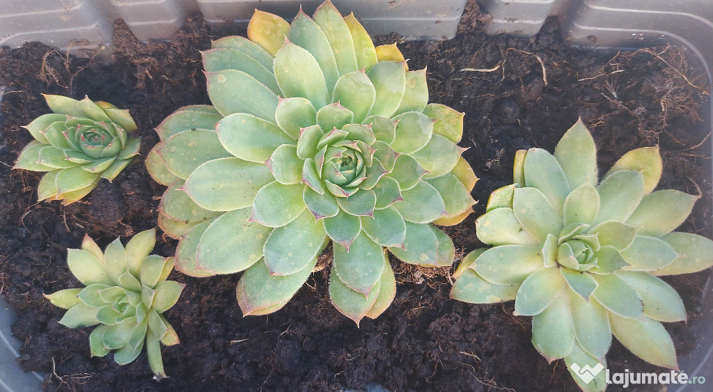Flori de piatra Sempervivum, Urechelnita rezistente la inghe