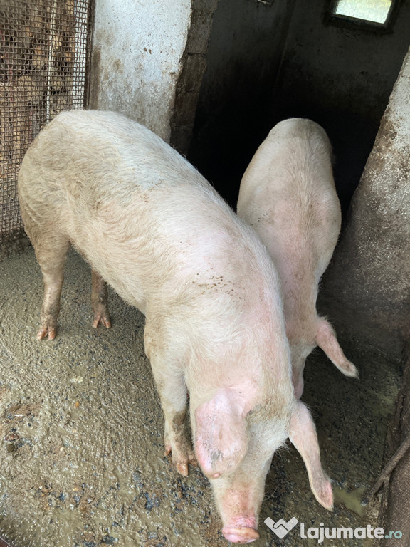 Buldoexcavator VENIERI