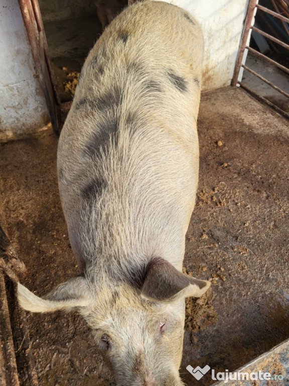 Porci de vânzare