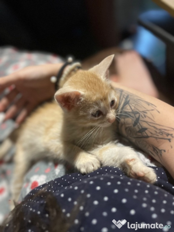 Donez Catei mama cocker spaniel si tata shar pei cu lup