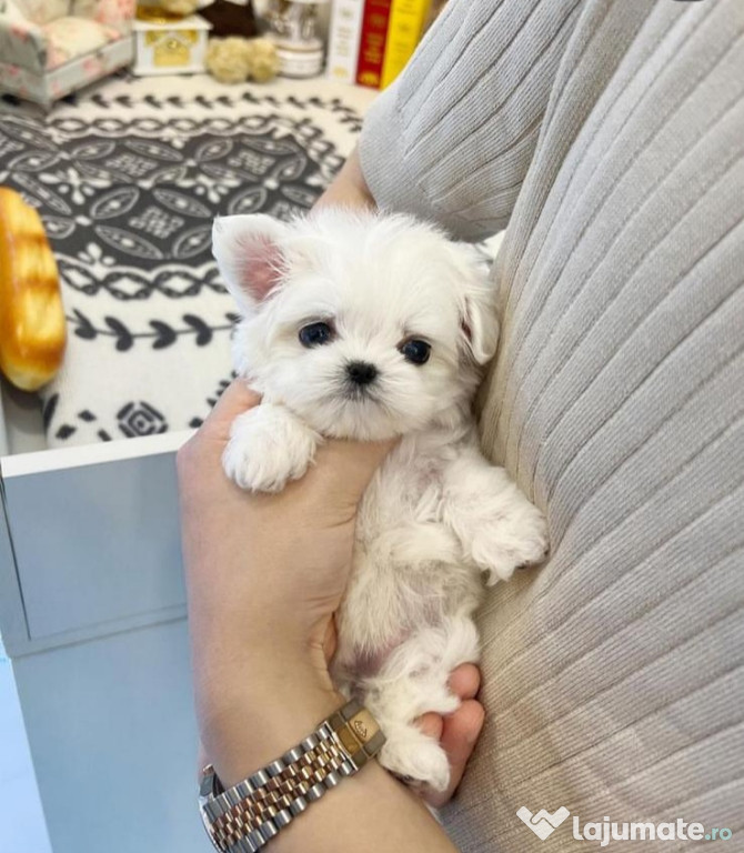 Bichon maltez talie mica alb imaculat