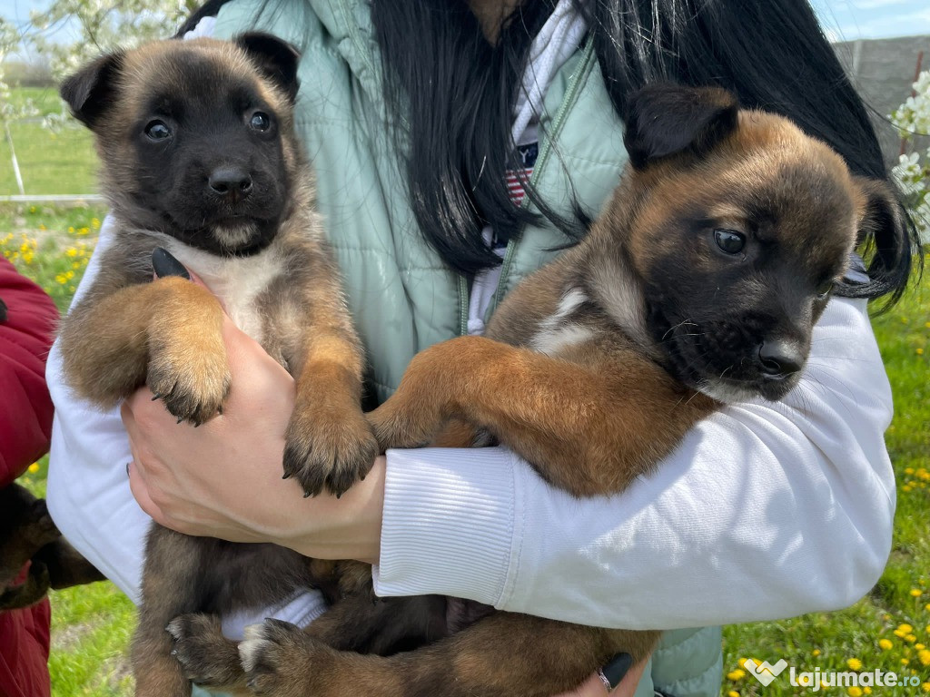 Piese pentru motor CATERPILLAR