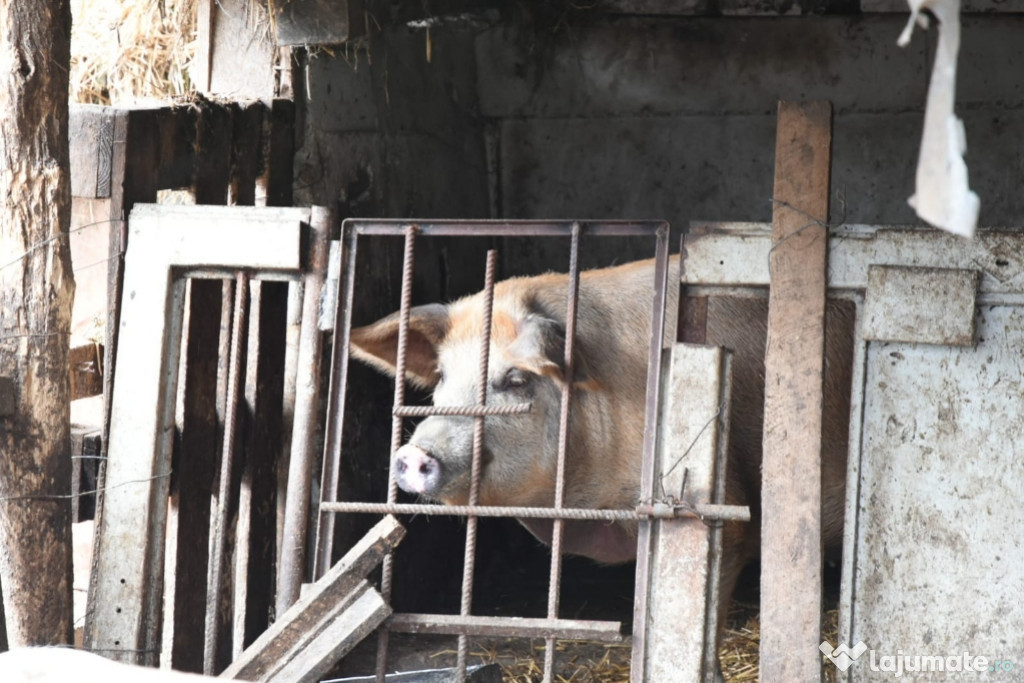 Anunturi Gratuite Meieni