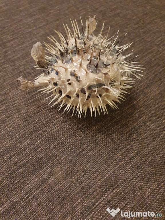 Set pescuit lansete DAM mulinete OKUMA