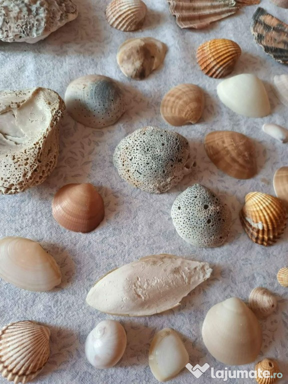 Scoici de colectie modele deosebite