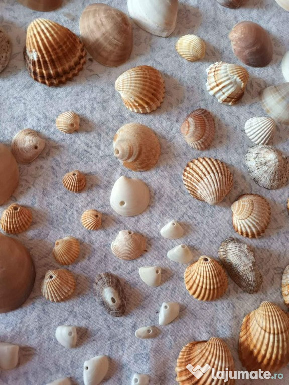 Scoici de colectie modele deosebite