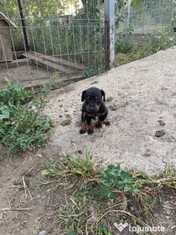 Casa individuala, pe un singur nivel, in Belis