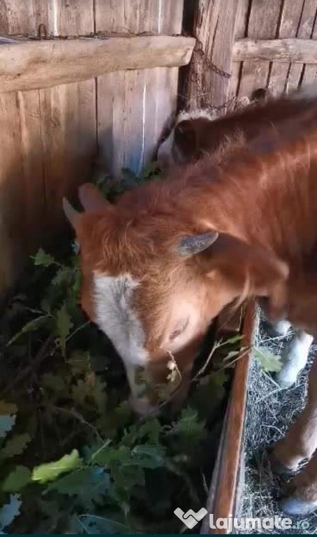 Anunturi Gratuite Bunoaica