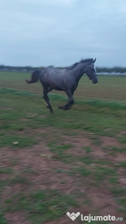 Armasar lipitan cu pdg vând sau schimb