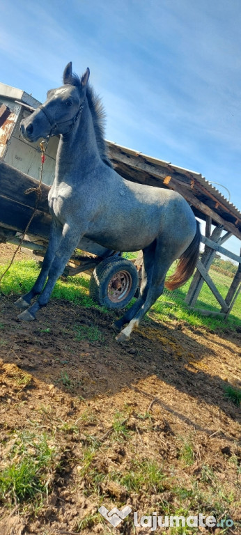 Armasar lipitan cu pdg vând sau schimb