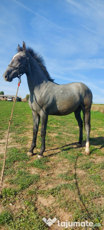 Armasar lipitan cu pdg vând sau schimb