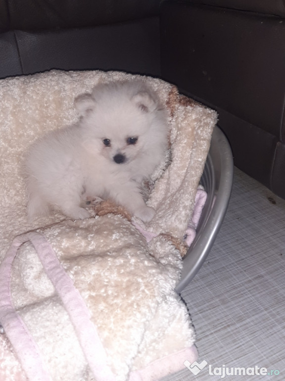 CASA Centru vechi istoric , pretabil si restaurant!