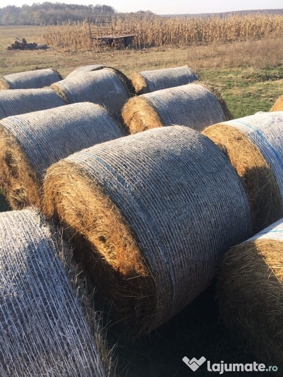 Anunturi Gratuite Caranzel