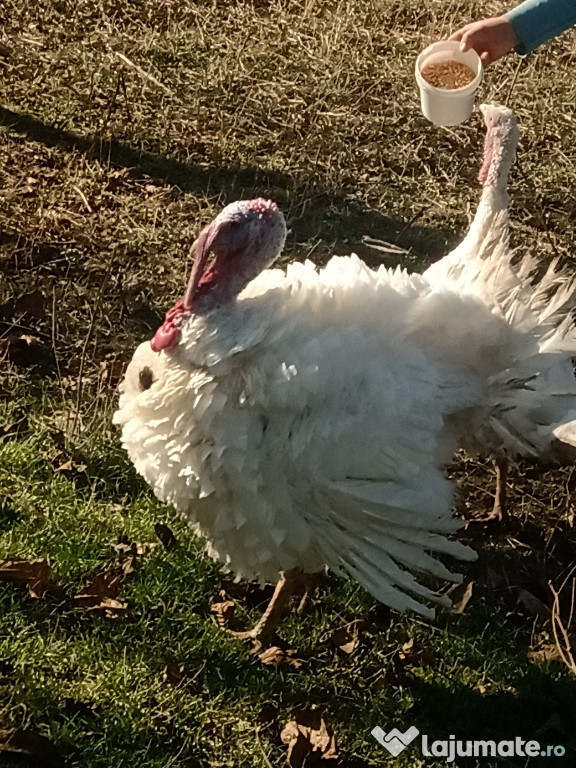 Anunturi Gratuite Gledin