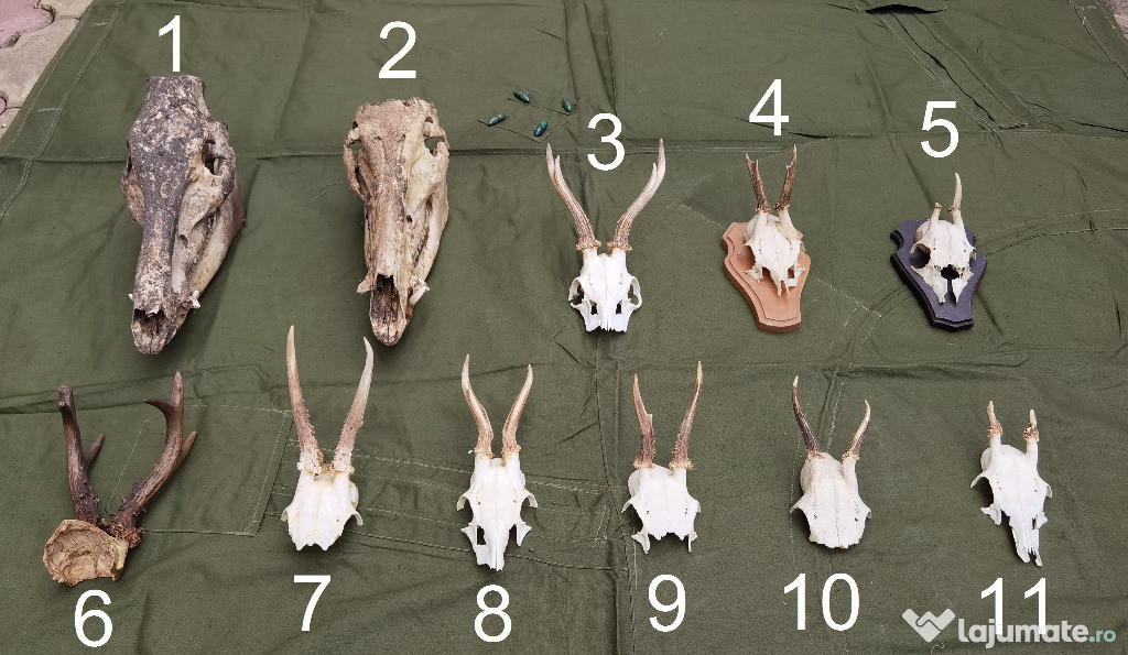 Trofeu mistret, craniu, coarne cerb, caprior, panoplie,colti