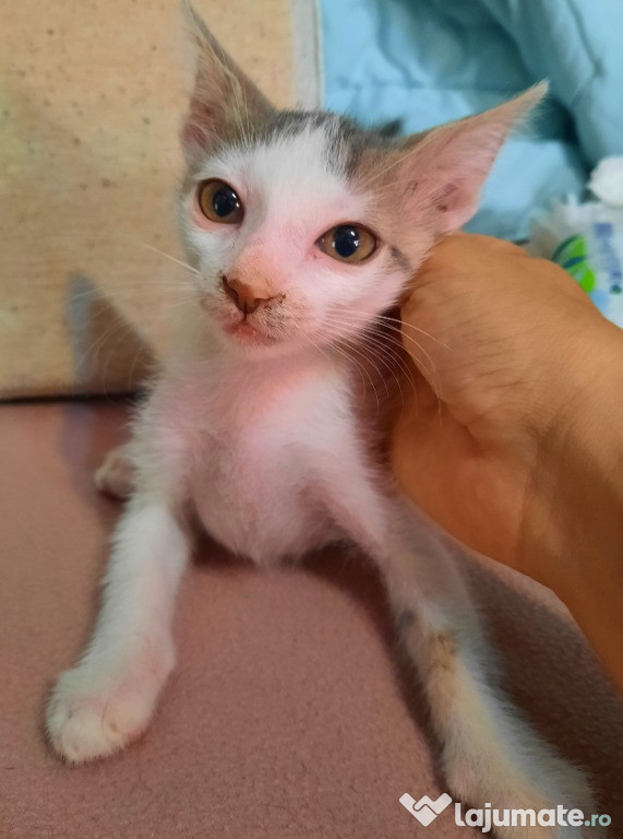 Pui de pisica alb Sofica