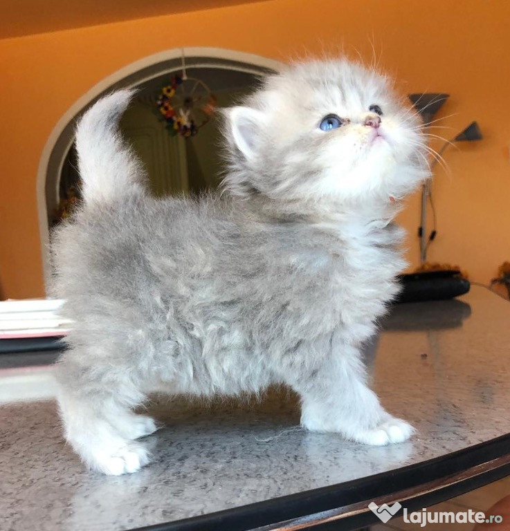 Presa balotat Bamford BL142