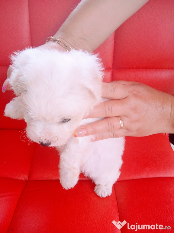 Cățel Bichon Frise-