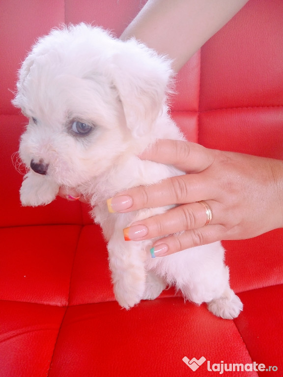 Cățel Bichon Frise-