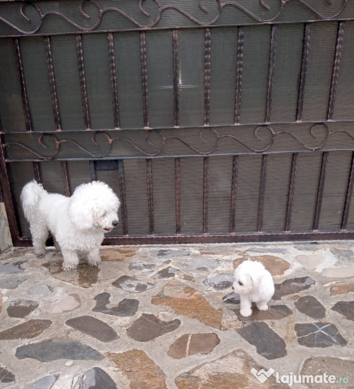 Cățel Bichon Frise-