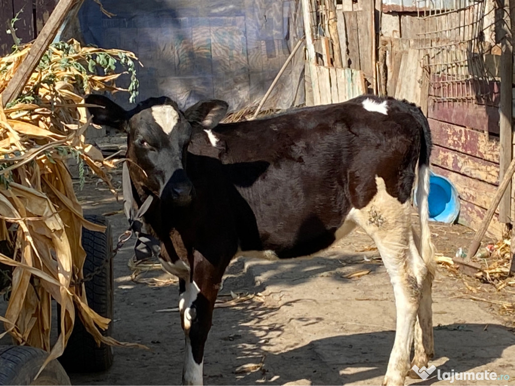 Purcei duroc cu marele alb