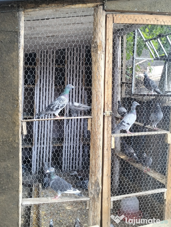 Porumbei voiajori pui
