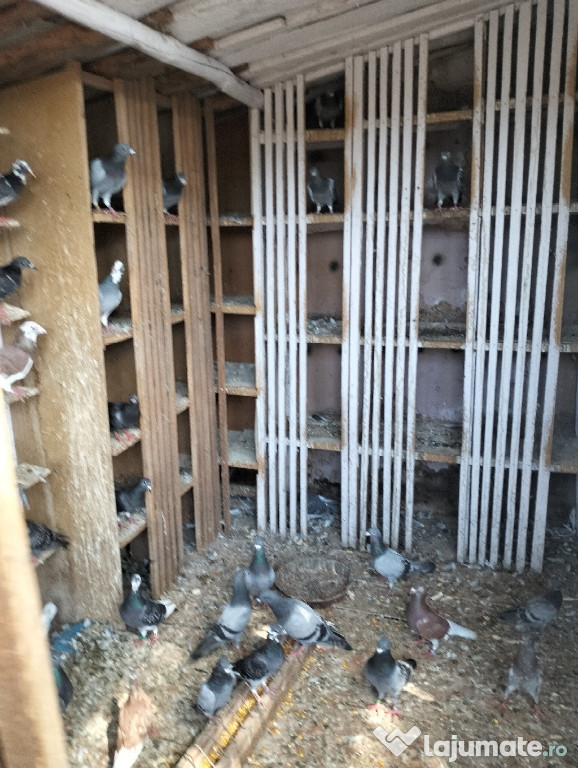 Porumbei voiajori pui