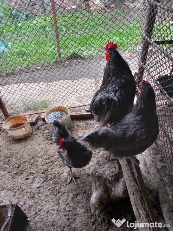 Familie de gaini Australorp, albastru
