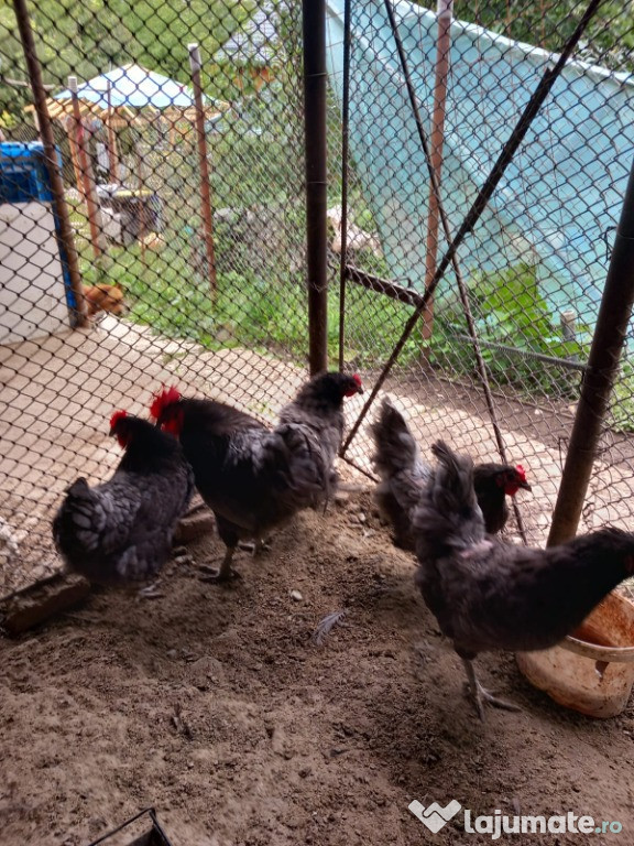 Familie de gaini Australorp, albastru