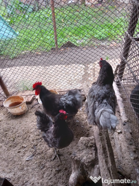 Familie de gaini Australorp, albastru