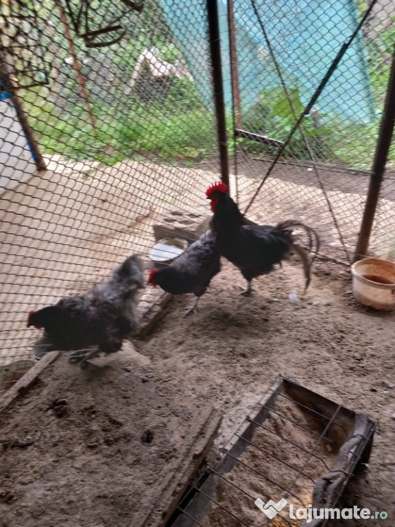 Familie de gaini Australorp, albastru