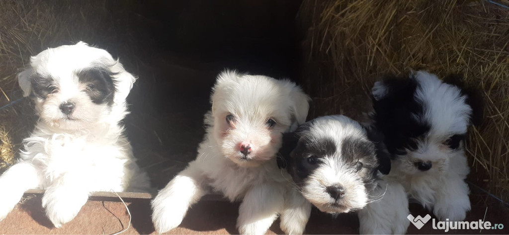 Casa batraneasca Ramnicu Sarat,Buzau,Muchea,10 km de Braila