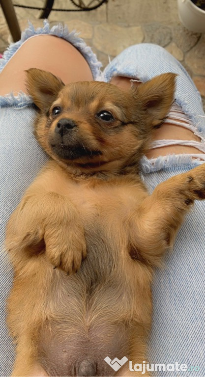 Plug, pluguri, IH, Duro