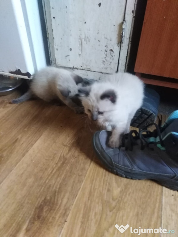 Pui de pisica birmaneza