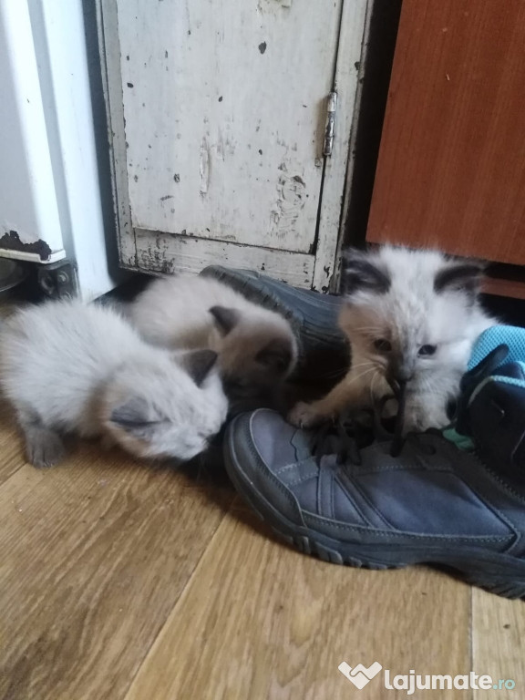 Pui de pisica birmaneza