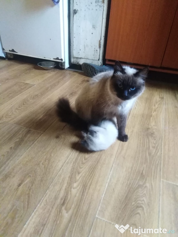 Pui de pisica birmaneza