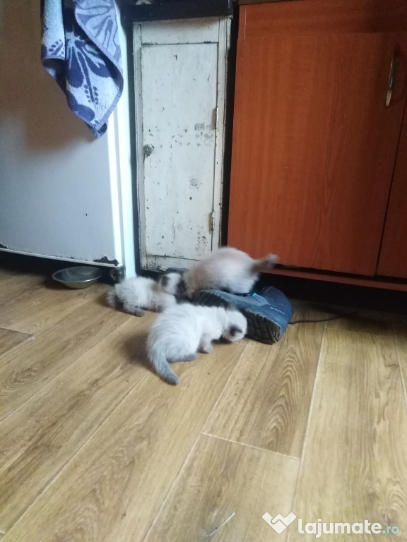 Pui de pisica birmaneza