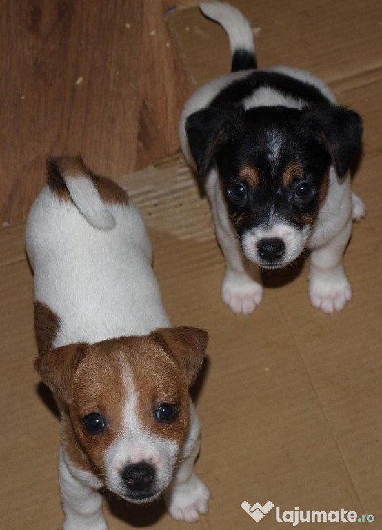 Jack Russel Terrier, talie mica, exemplare deosebite.