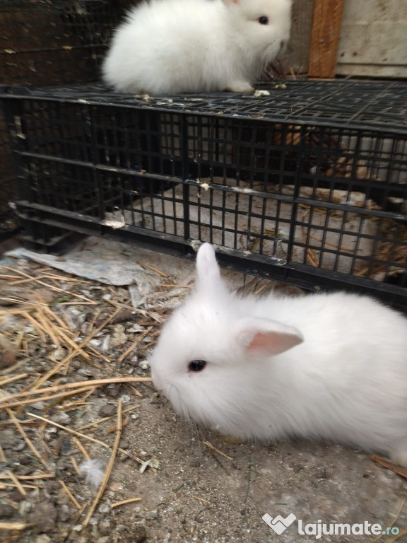 Prasitoare/cultivator românesc cu fertilizare 7 rânduri