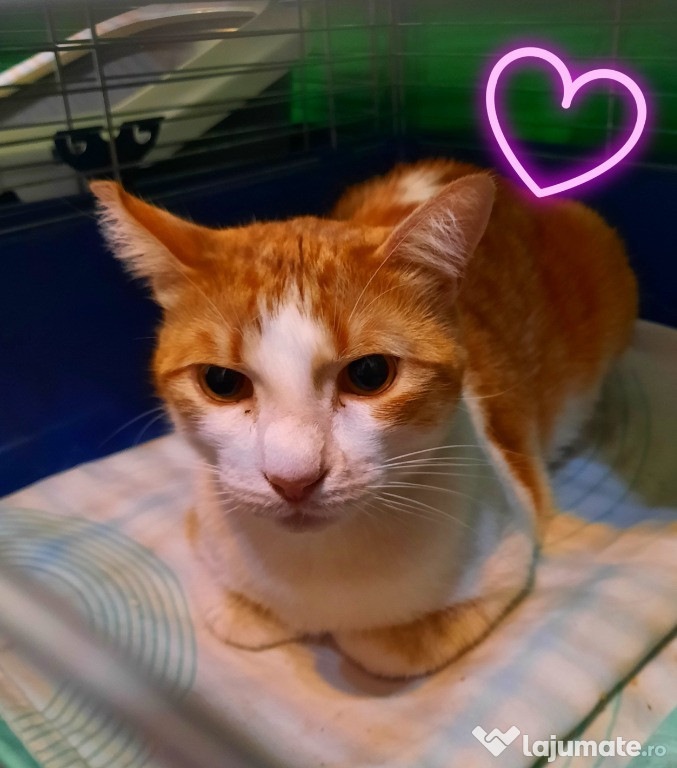 Juju pisica motan castrat roscat adoptie